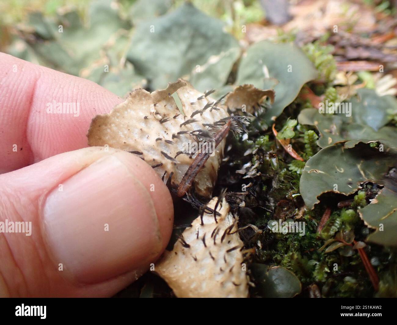 membranous pelt lichen (Peltigera membranacea Stock Photo - Alamy