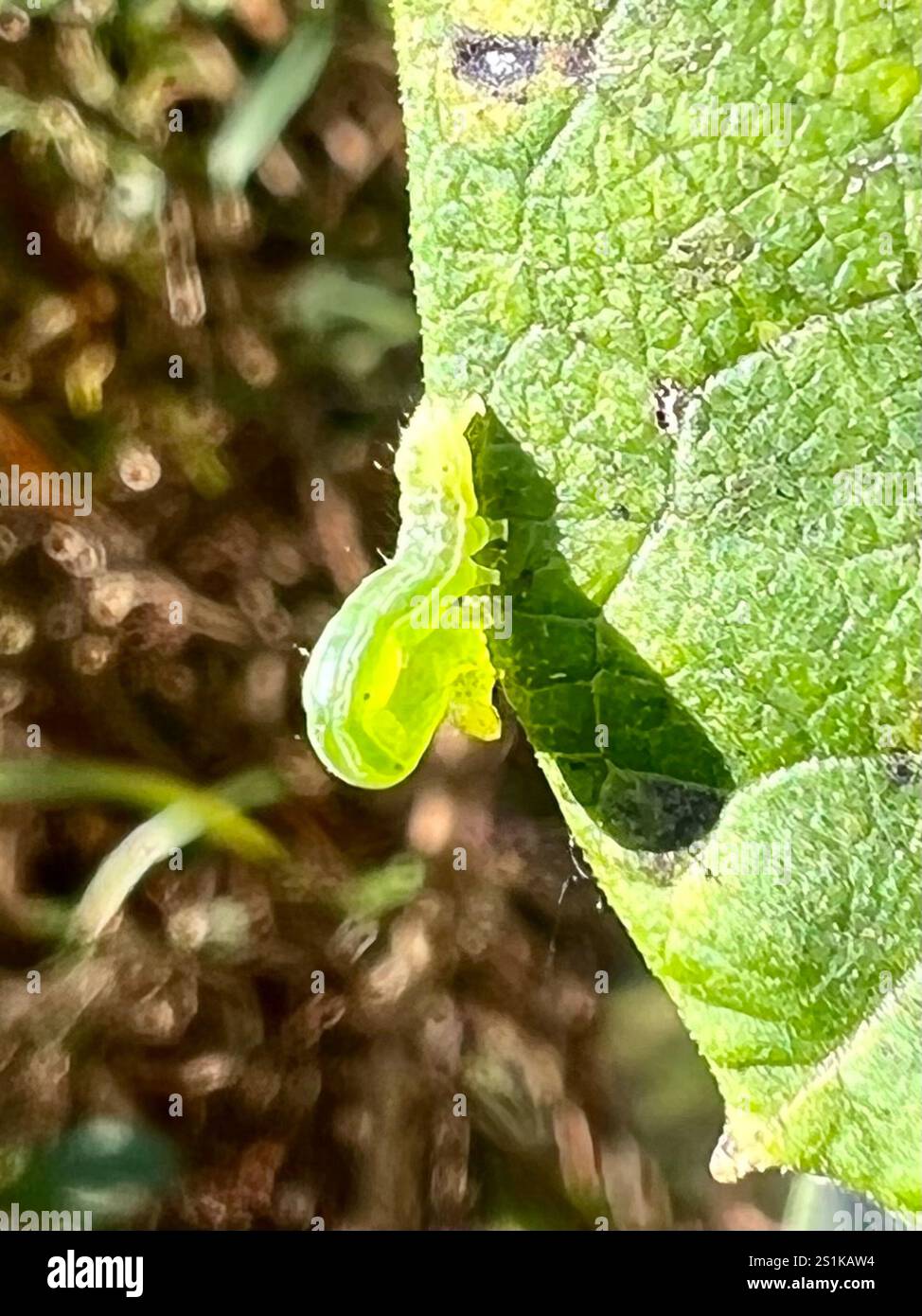 Plusiine Looper Moths (Plusiinae Stock Photo - Alamy