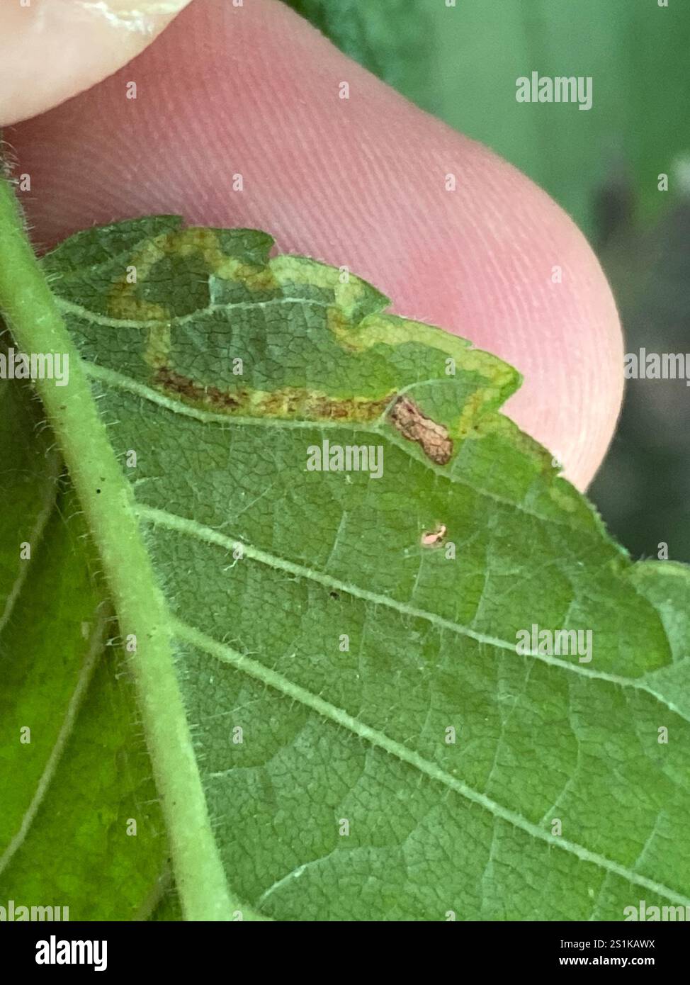 Winged and Once-winged Insects (Pterygota Stock Photo - Alamy