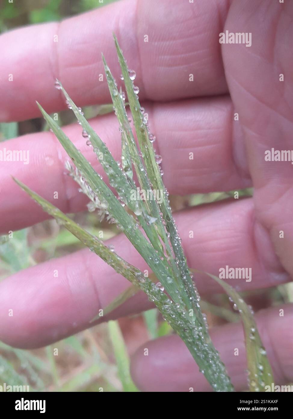 grasses, sedges, cattails, and allies (Poales Stock Photo - Alamy