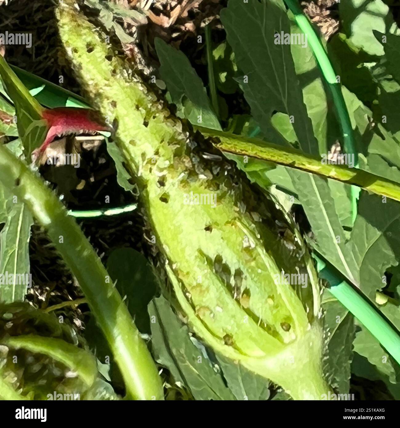 Melon Aphid (Aphis gossypii Stock Photo - Alamy