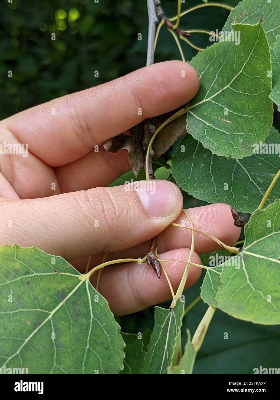 quaking aspen (Populus tremuloides Stock Photo - Alamy