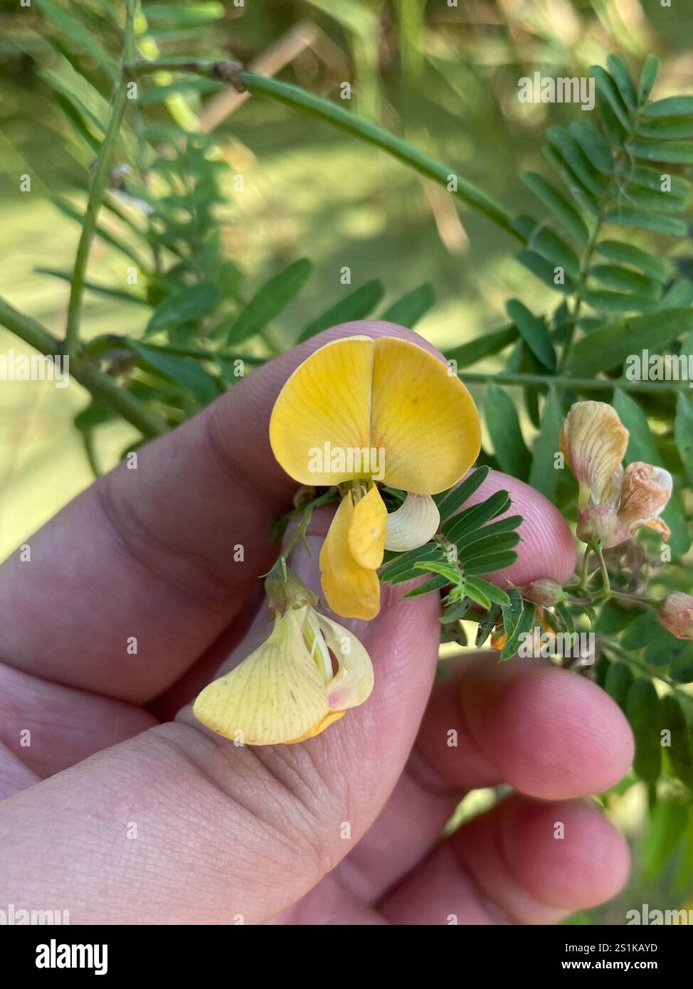 bigpod sesbania (Sesbania herbacea Stock Photo - Alamy