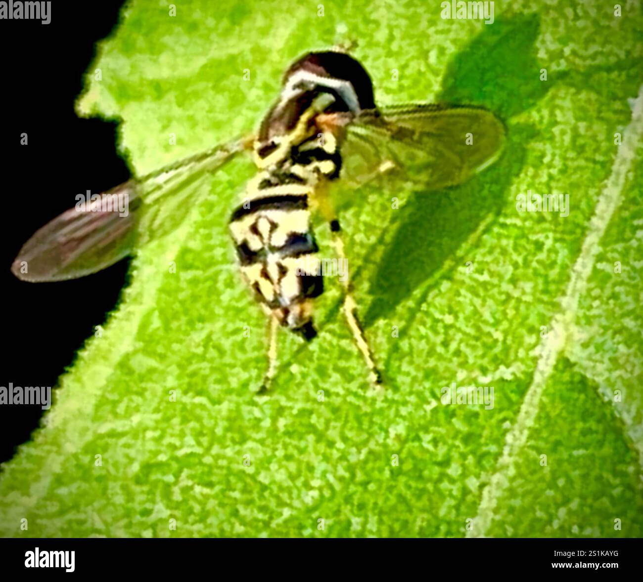 Eastern Calligrapher (Toxomerus geminatus Stock Photo - Alamy