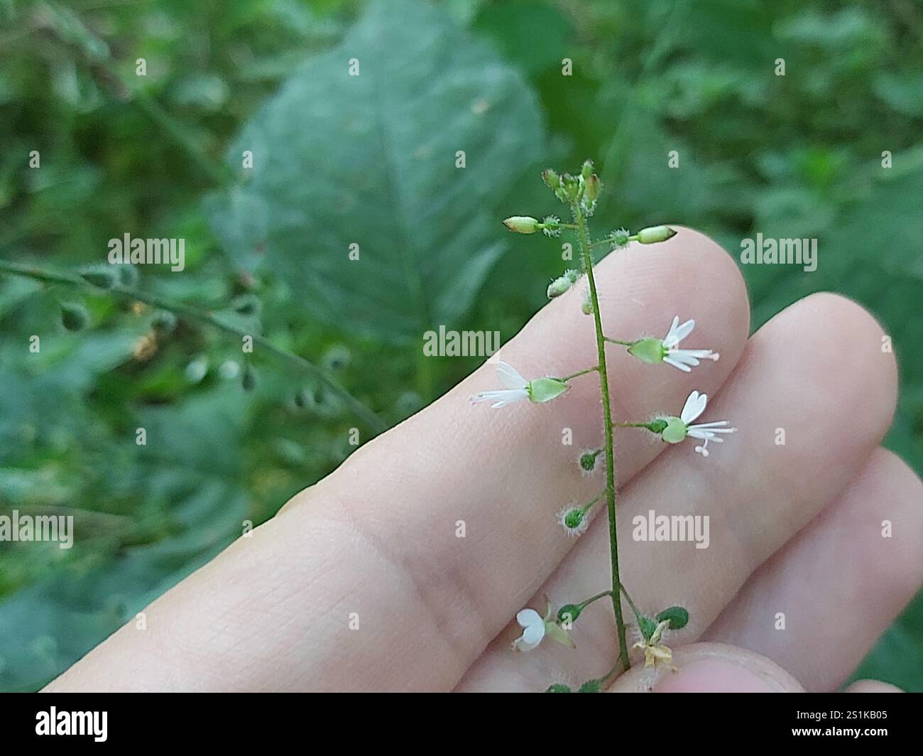 enchanter's-nightshade (Circaea lutetiana Stock Photo - Alamy