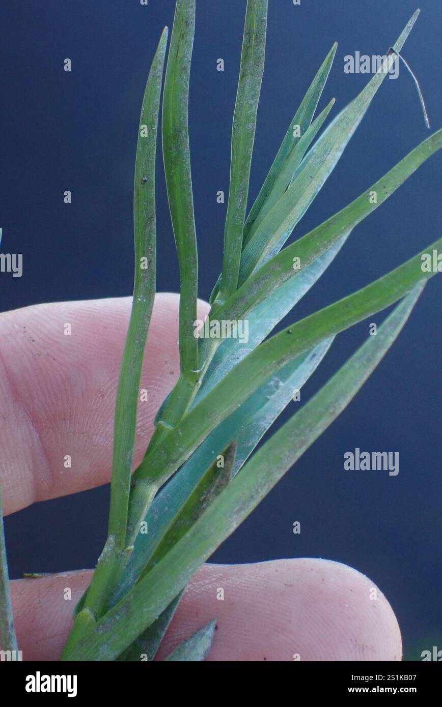 Three-way Sedge (Dulichium arundinaceum Stock Photo - Alamy