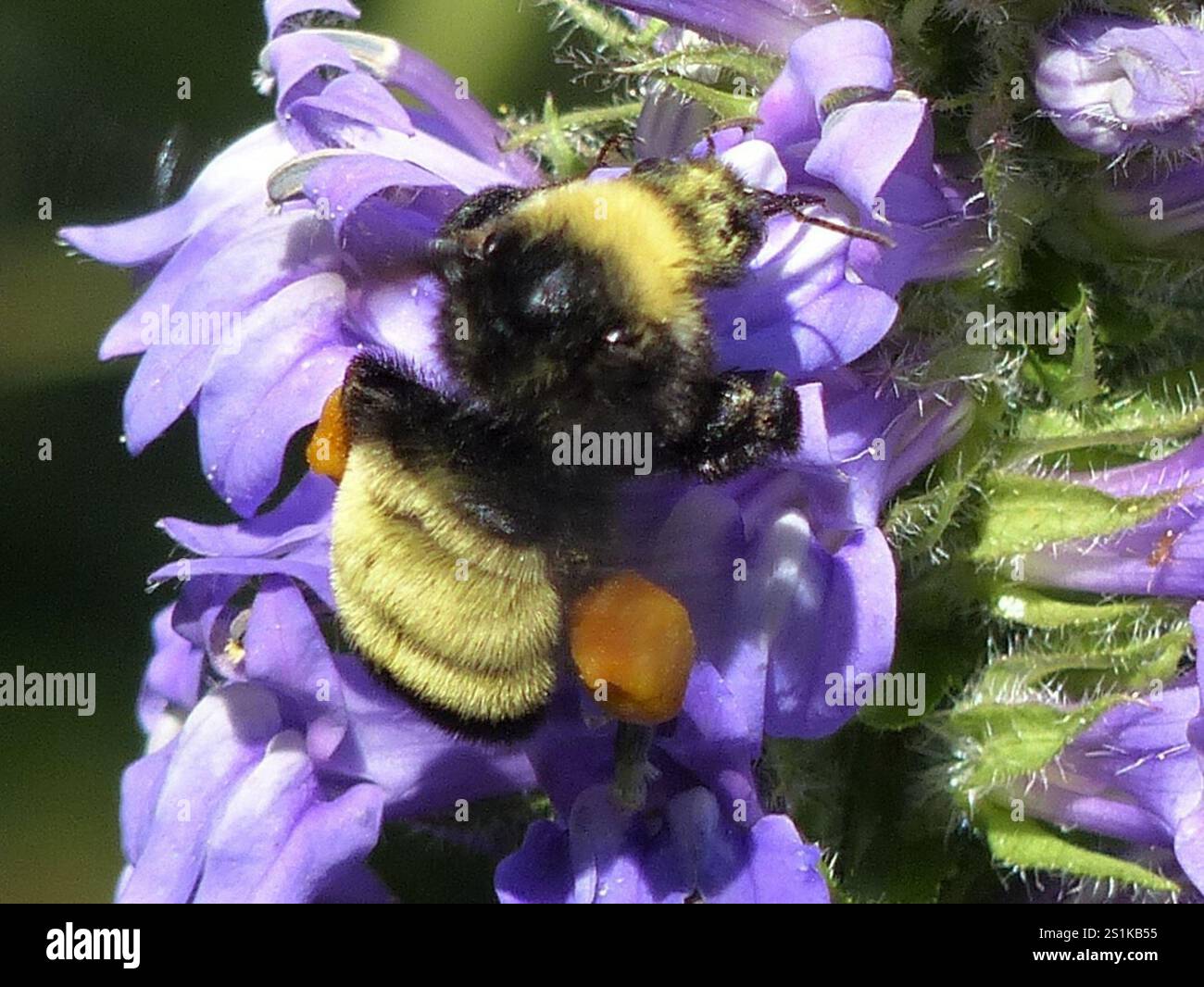 American Bumble Bee (Bombus pensylvanicus Stock Photo - Alamy