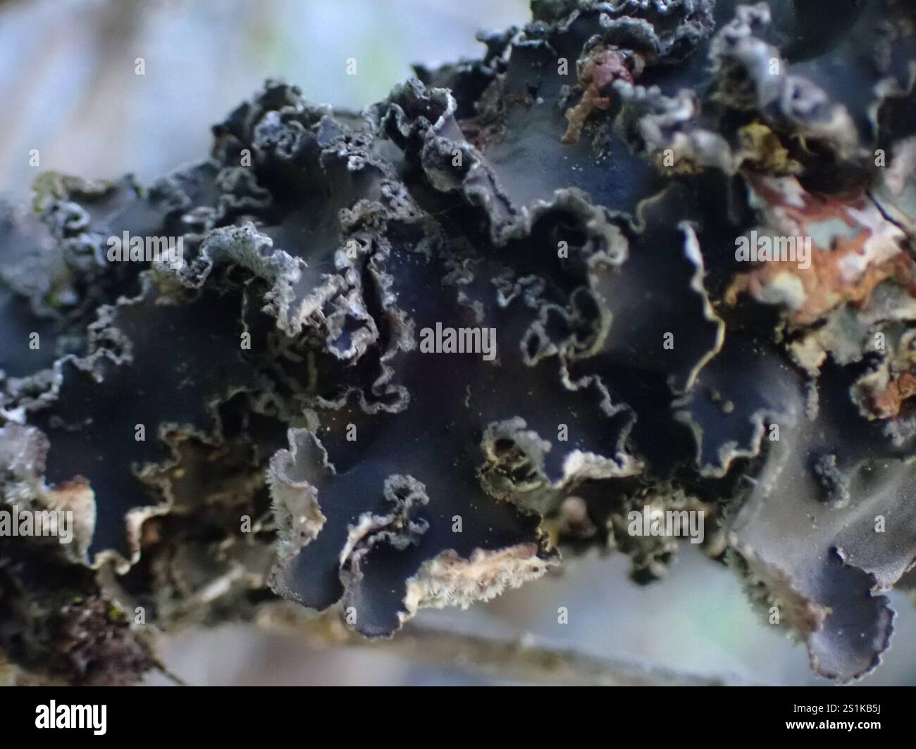 tree pelt lichen (Peltigera collina Stock Photo - Alamy