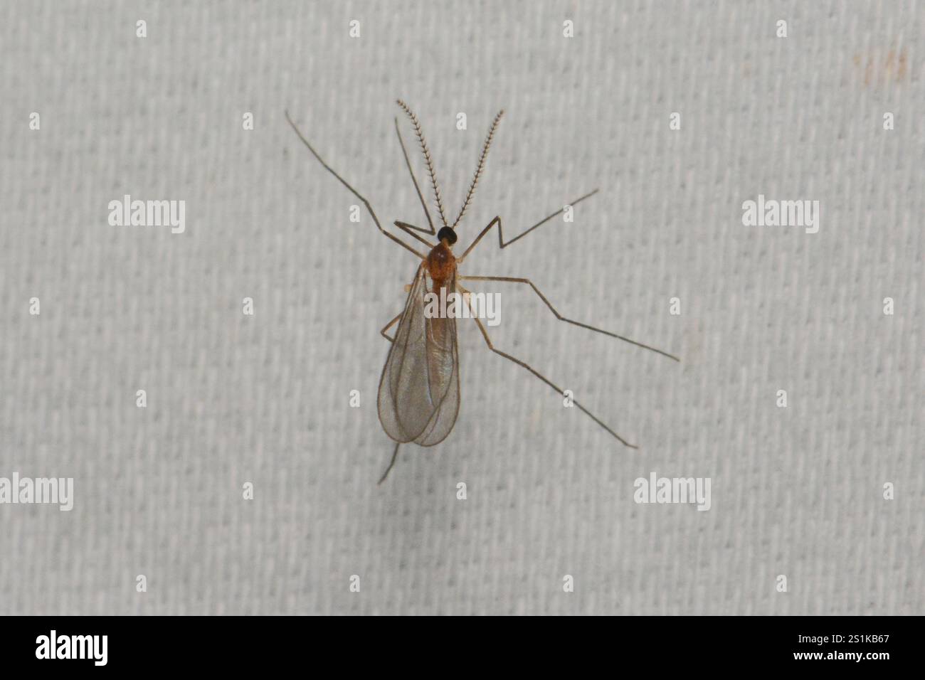 Gall and Forest Midges (Cecidomyiidae Stock Photo - Alamy