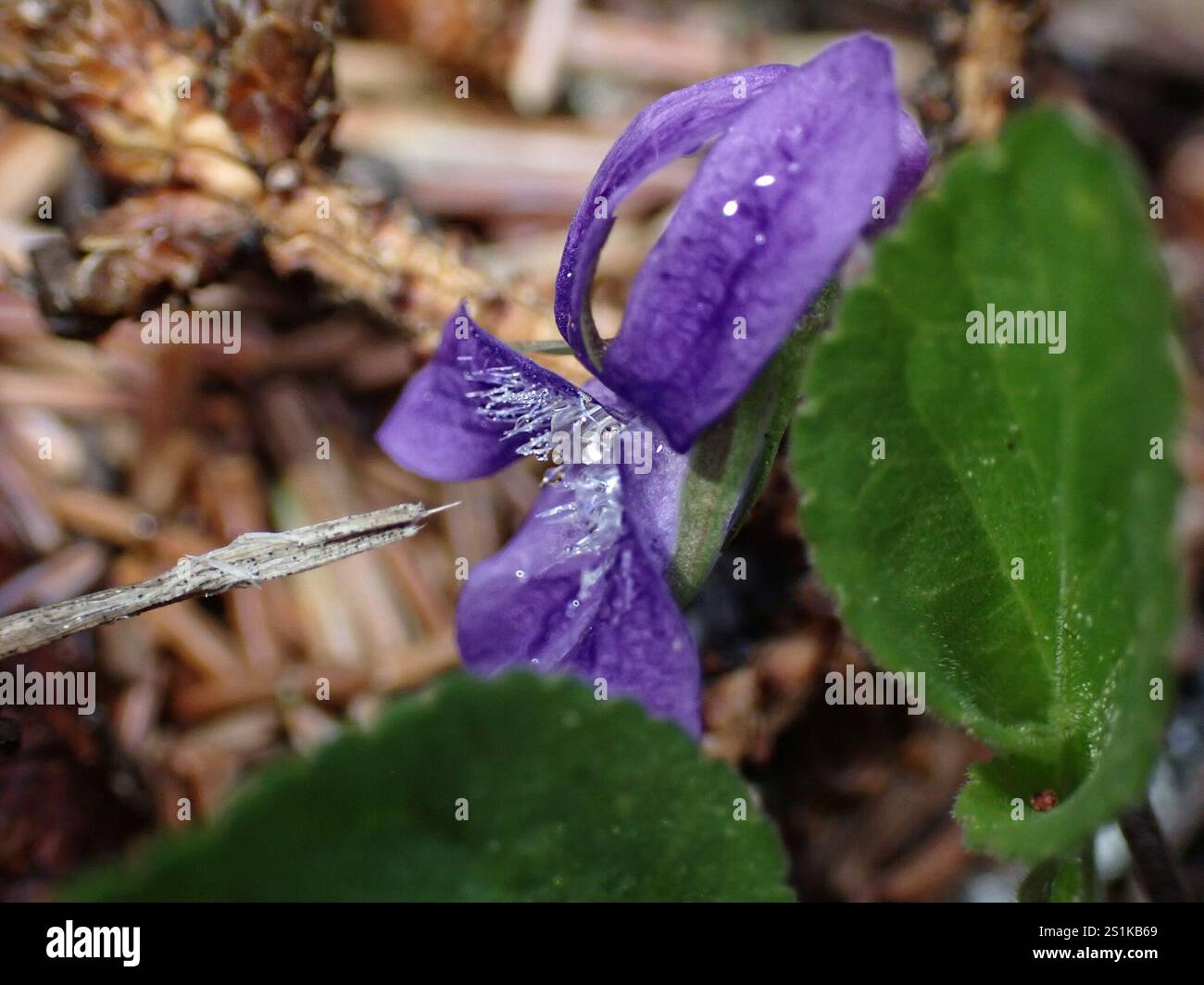 hookedspur violet (Viola adunca Stock Photo - Alamy