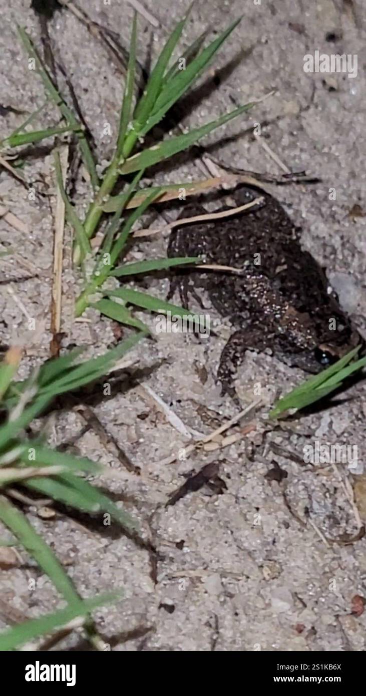 Eastern Narrow-mouthed Toad (Gastrophryne carolinensis Stock Photo - Alamy