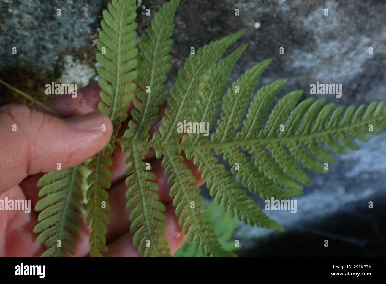long beech fern (Phegopteris connectilis Stock Photo - Alamy