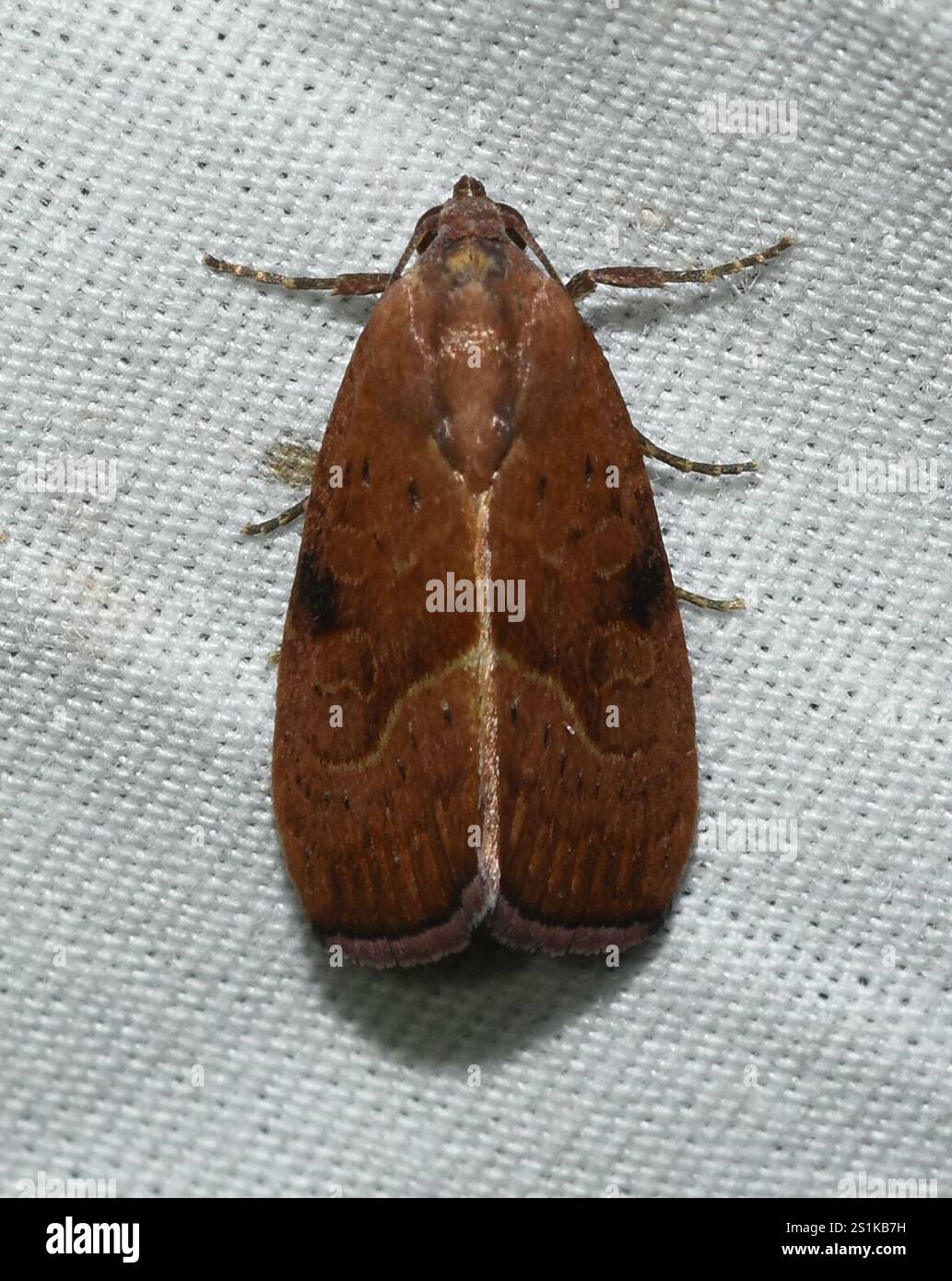 Wedgling Moth (Galgula partita Stock Photo - Alamy