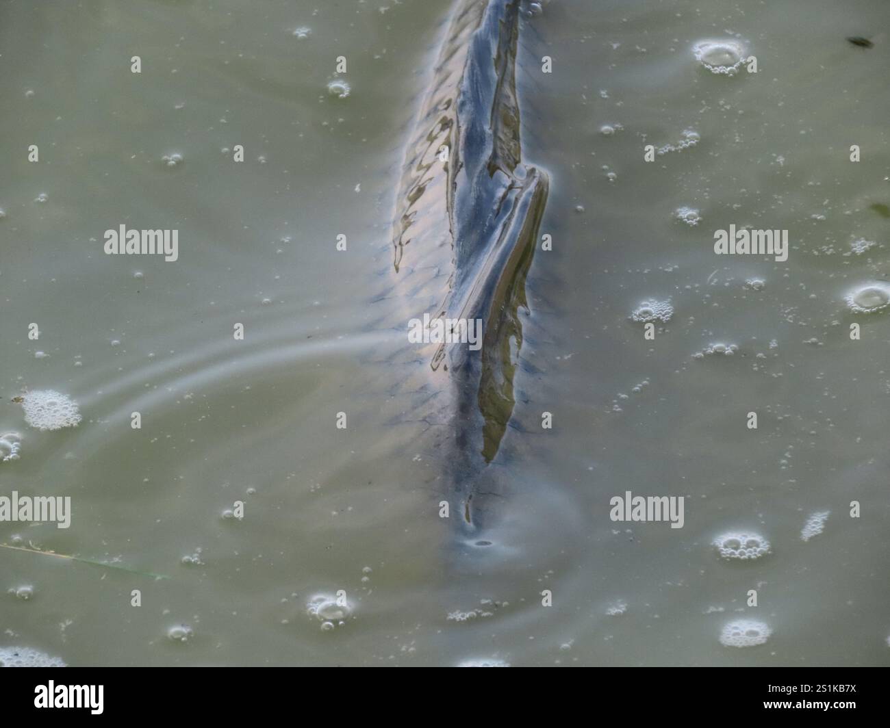European Carp (Cyprinus carpio Stock Photo - Alamy