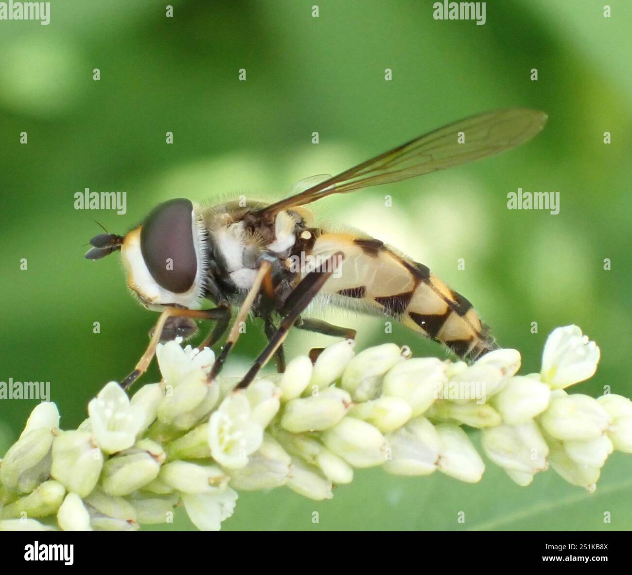 Didea fasciata hi-res stock photography and images - Alamy