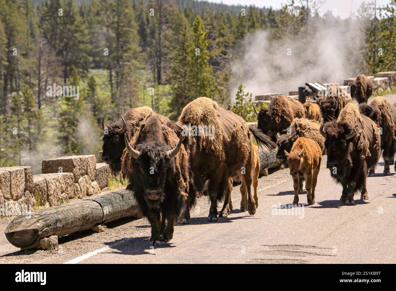Bison bison herd walking hi-res stock photography and images - Alamy