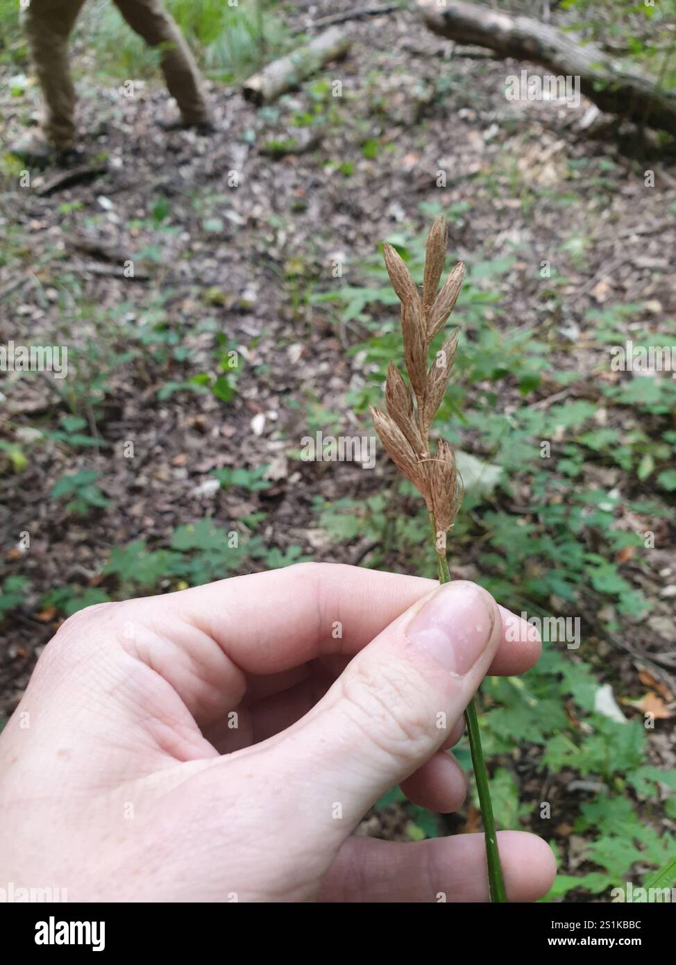 palm sedge (Carex muskingumensis Stock Photo - Alamy