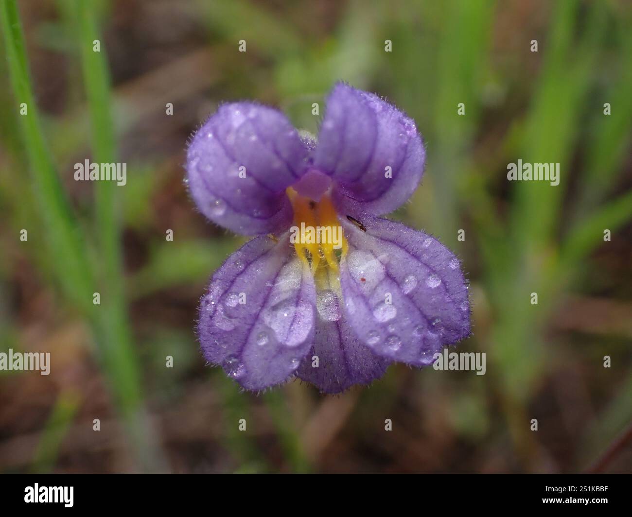 oneflower broomrape (Aphyllon purpureum Stock Photo - Alamy