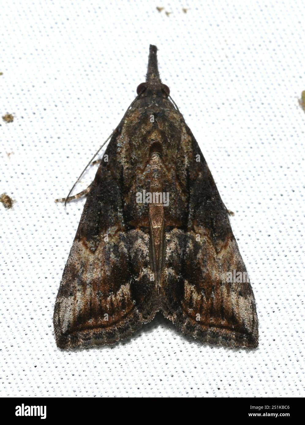 Green Cloverworm Moth (Hypena scabra Stock Photo - Alamy