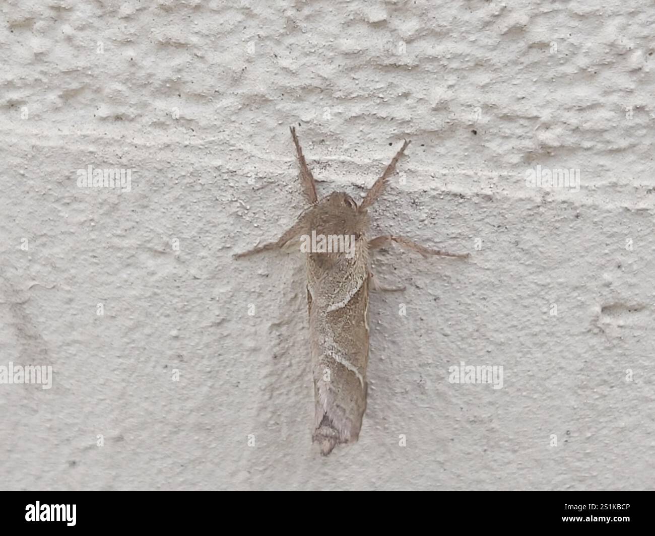 Orange Swift (Triodia sylvina Stock Photo - Alamy