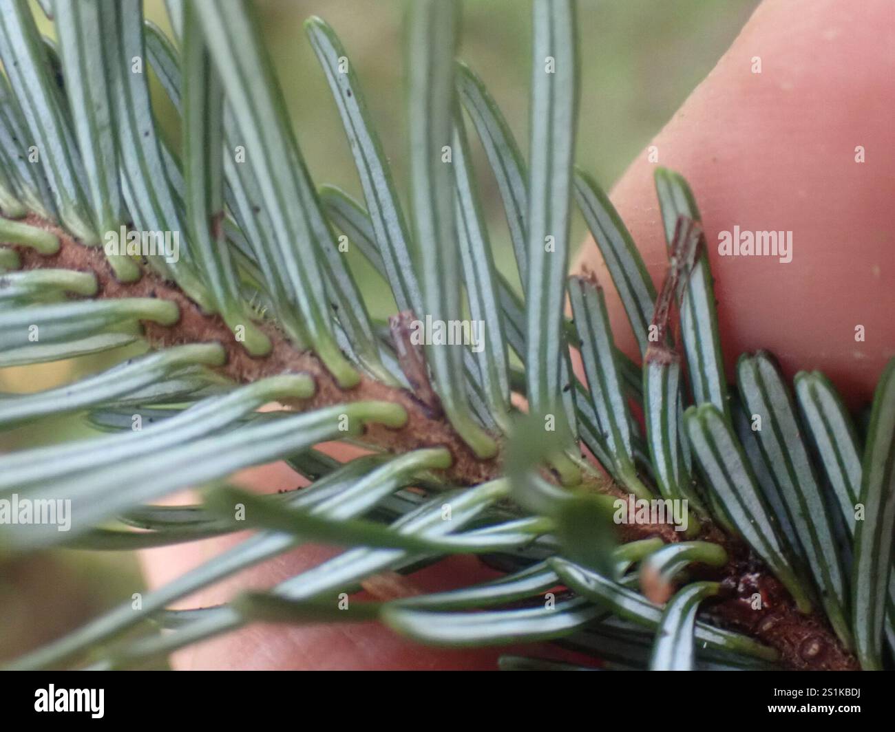 Pacific silver fir (Abies amabilis Stock Photo - Alamy