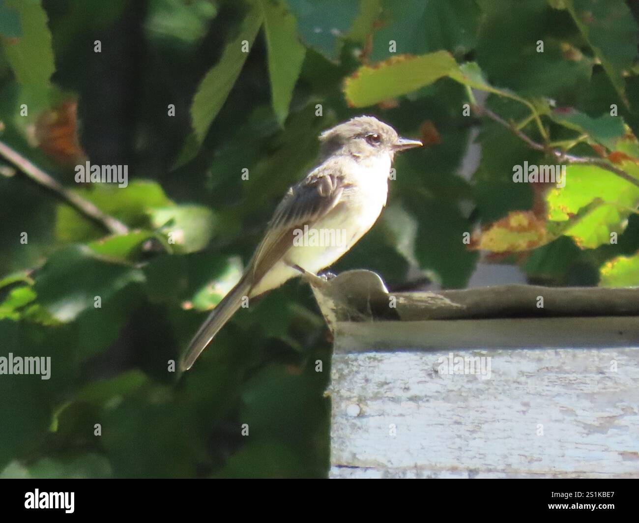 Eastern Phoebe (Sayornis phoebe Stock Photo - Alamy