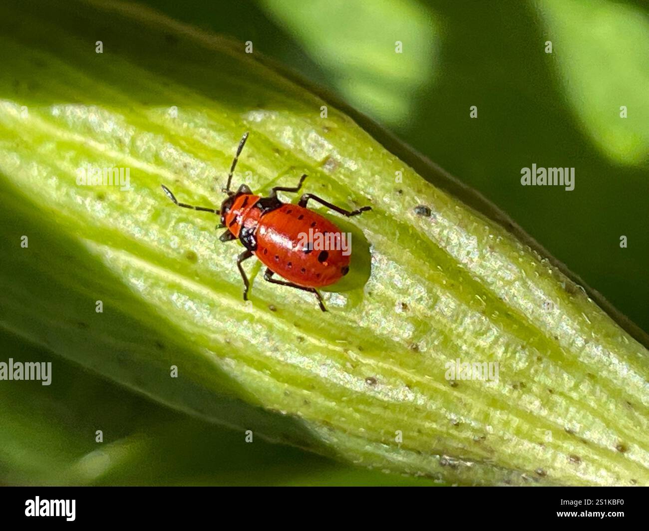 Small Milkweed Bug (Lygaeus kalmii Stock Photo - Alamy