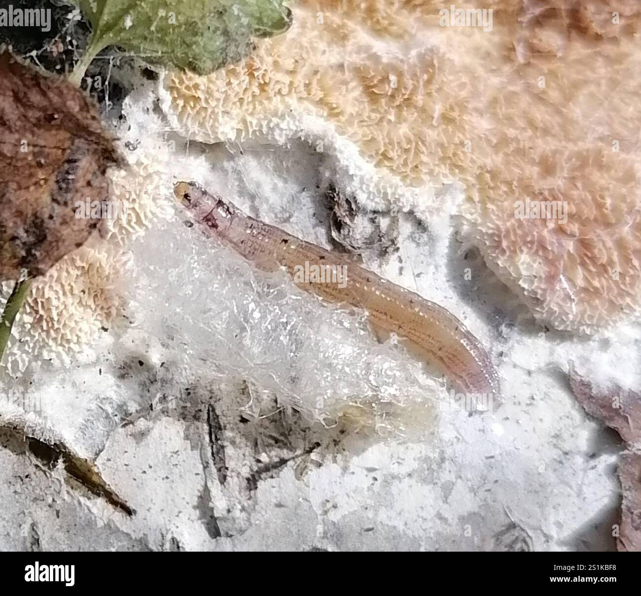 Predatory Fungus Gnats (Keroplatidae Stock Photo - Alamy