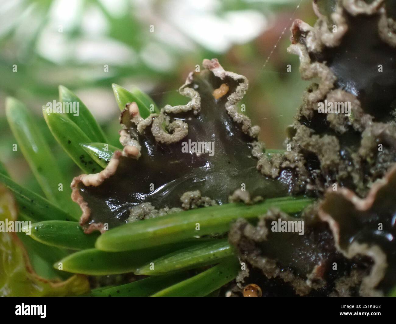 tree pelt lichen (Peltigera collina Stock Photo - Alamy