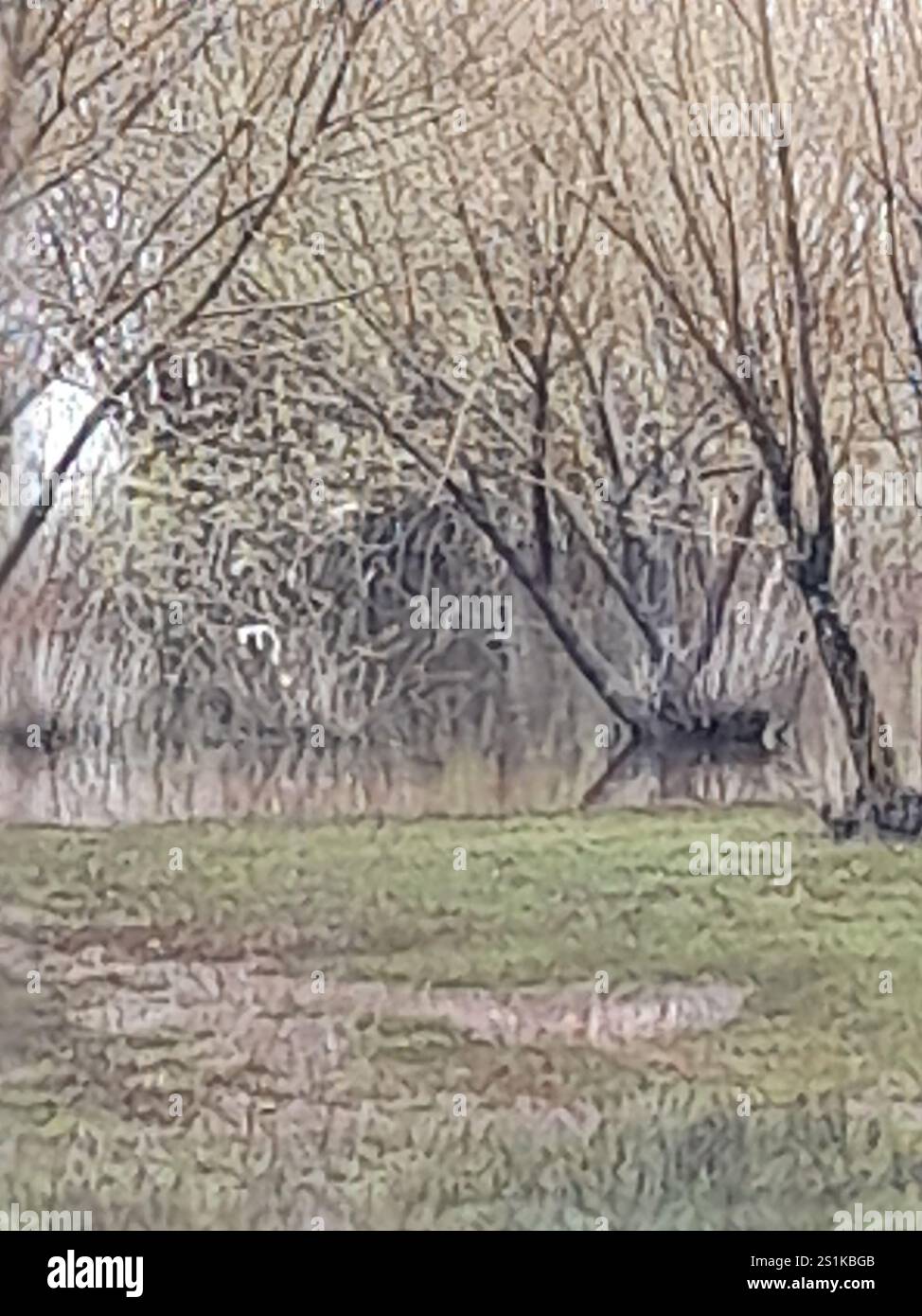 Great Grebe (Podiceps major Stock Photo - Alamy
