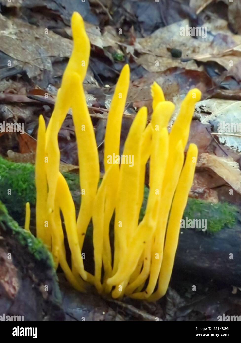 Golden Spindles (Clavulinopsis fusiformis Stock Photo - Alamy
