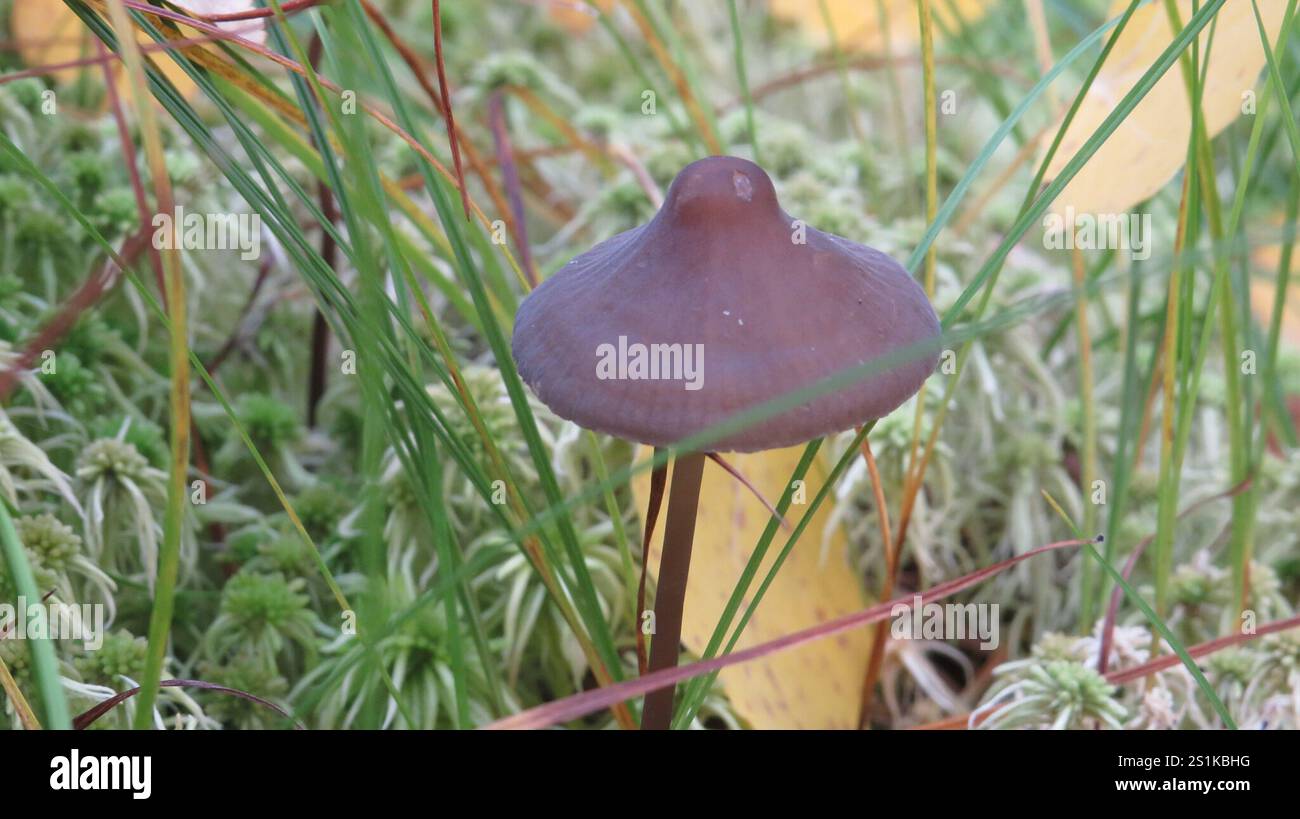 rooting bonnet (Mycena megaspora Stock Photo - Alamy