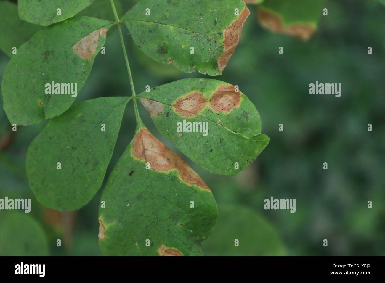 Ash Leaf Spot (Mycosphaerella fraxinicola Stock Photo - Alamy