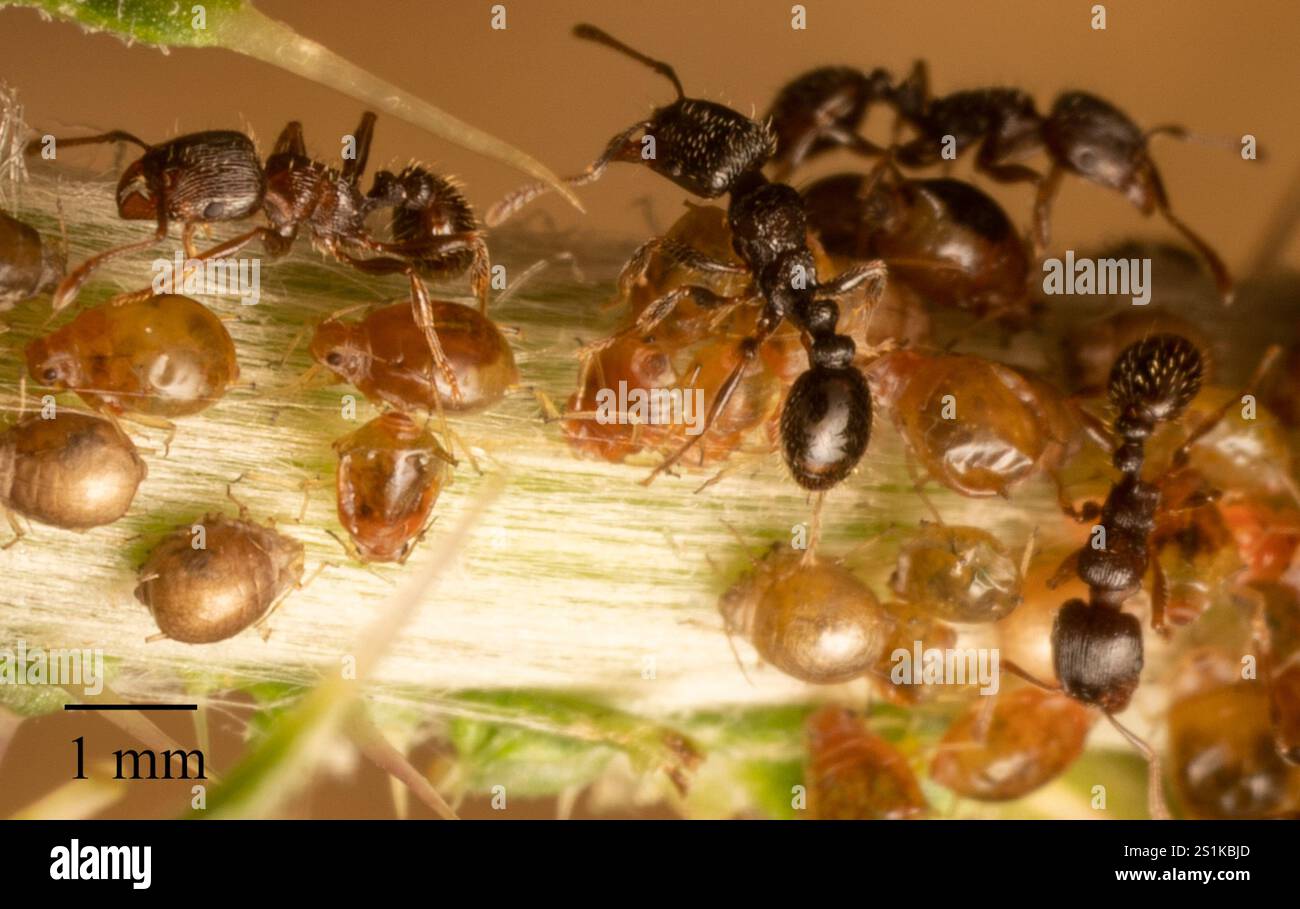 Pavement Ants (Tetramorium caespitum Stock Photo - Alamy
