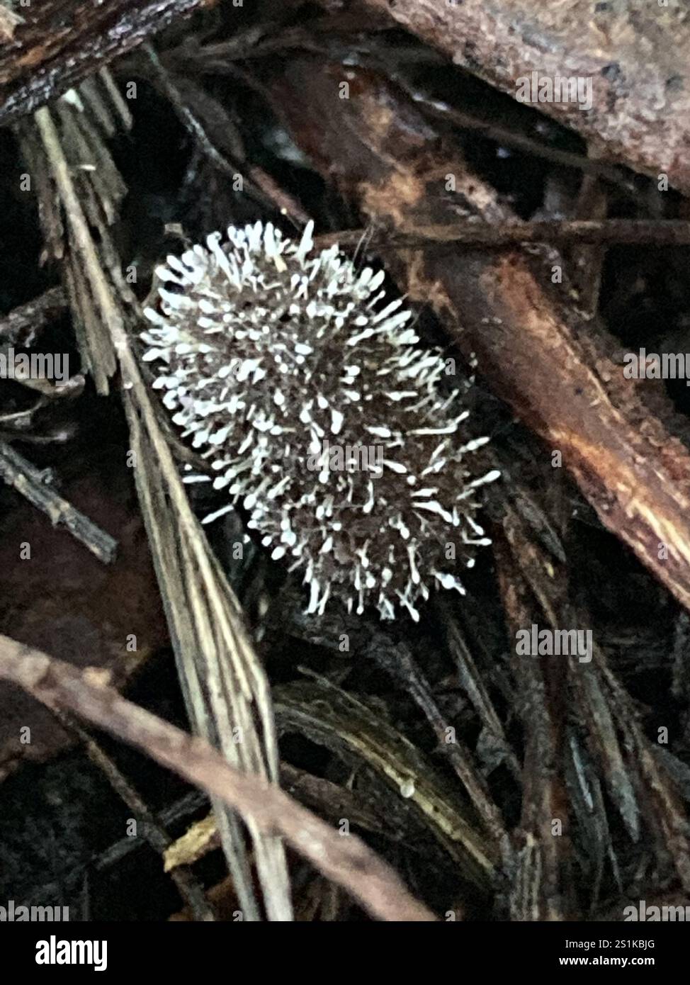 Ascomycete Fungi (Ascomycota Stock Photo - Alamy