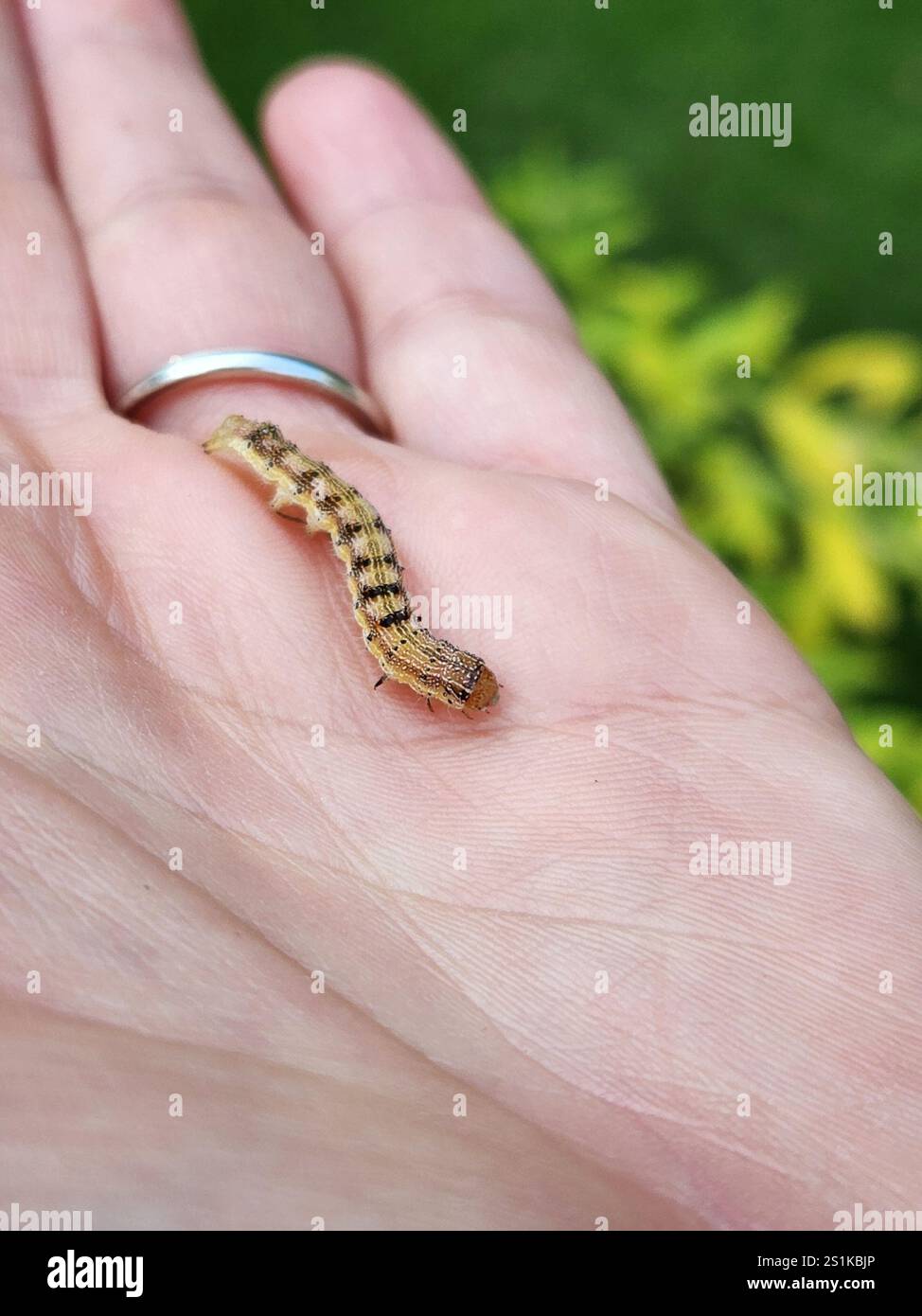 Tobacco Budworm Moth (Chloridea virescens Stock Photo - Alamy