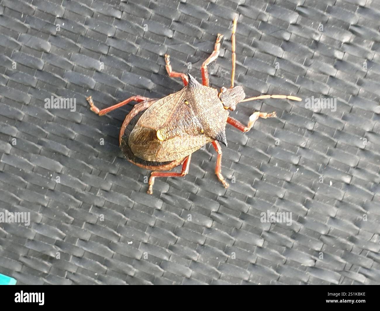Spiny Shield Bug (Picromerus bidens Stock Photo - Alamy