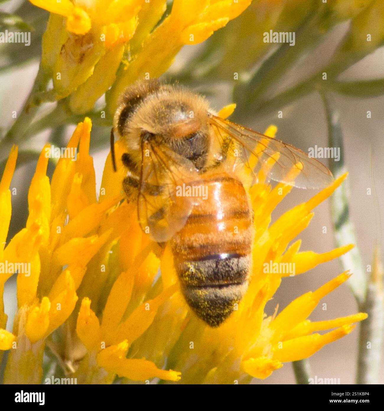 Western Honey Bee (Apis mellifera Stock Photo - Alamy