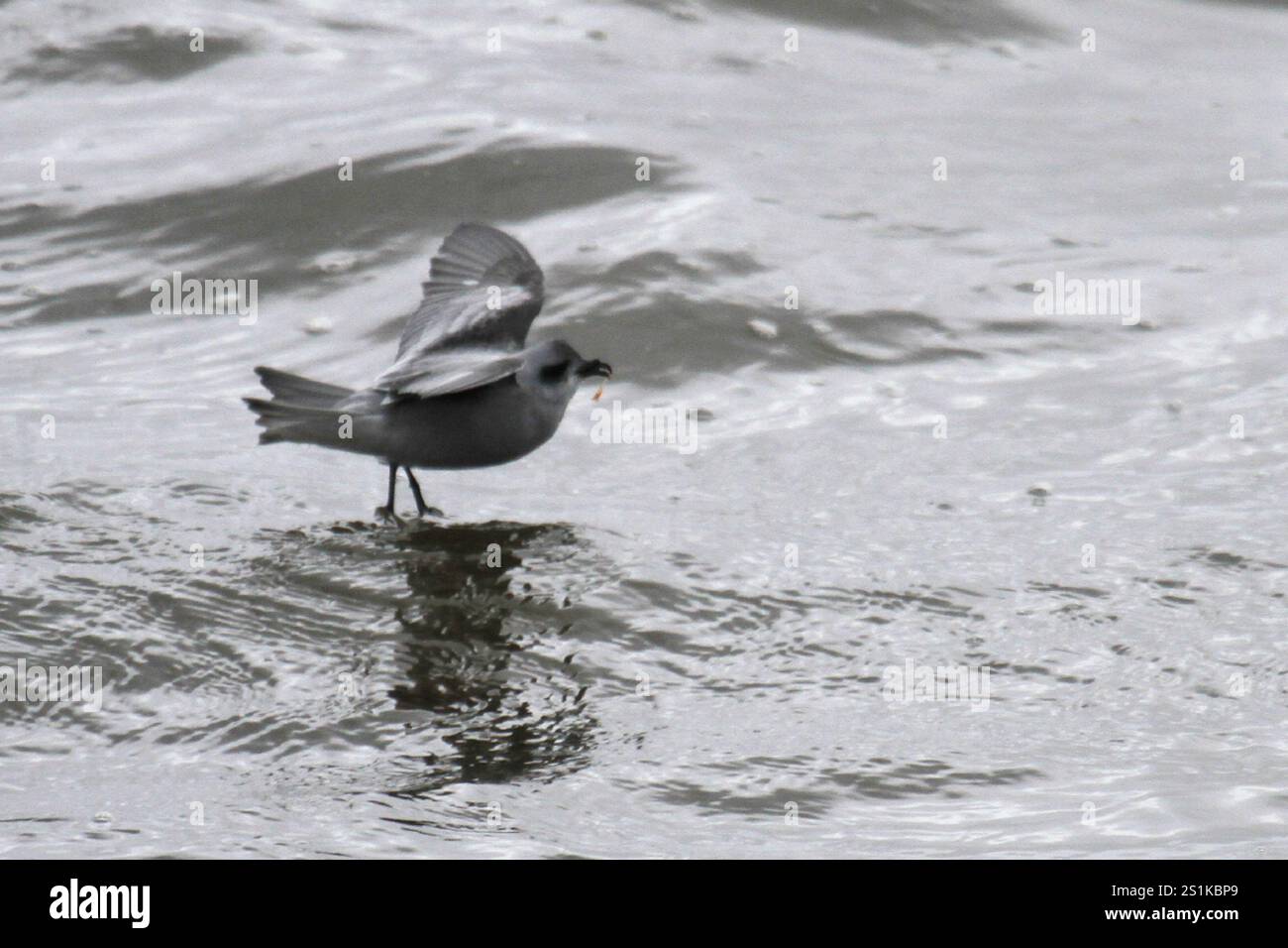 Fork-tailed Storm-Petrel (Hydrobates furcatus Stock Photo - Alamy