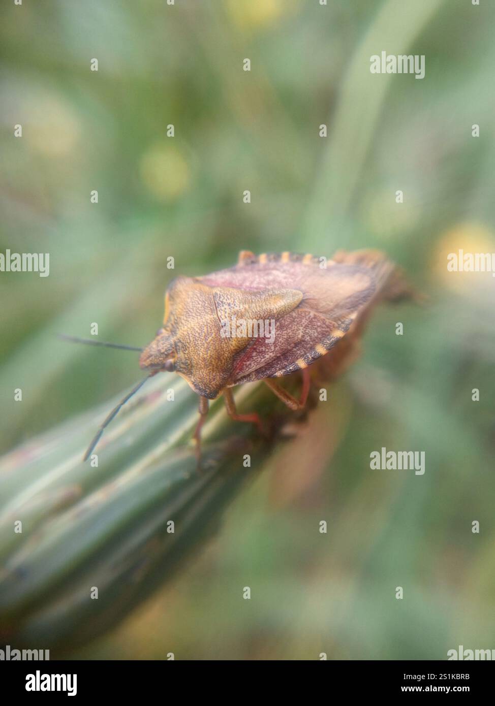 Black-shouldered Shieldbug (Carpocoris purpureipennis Stock Photo - Alamy