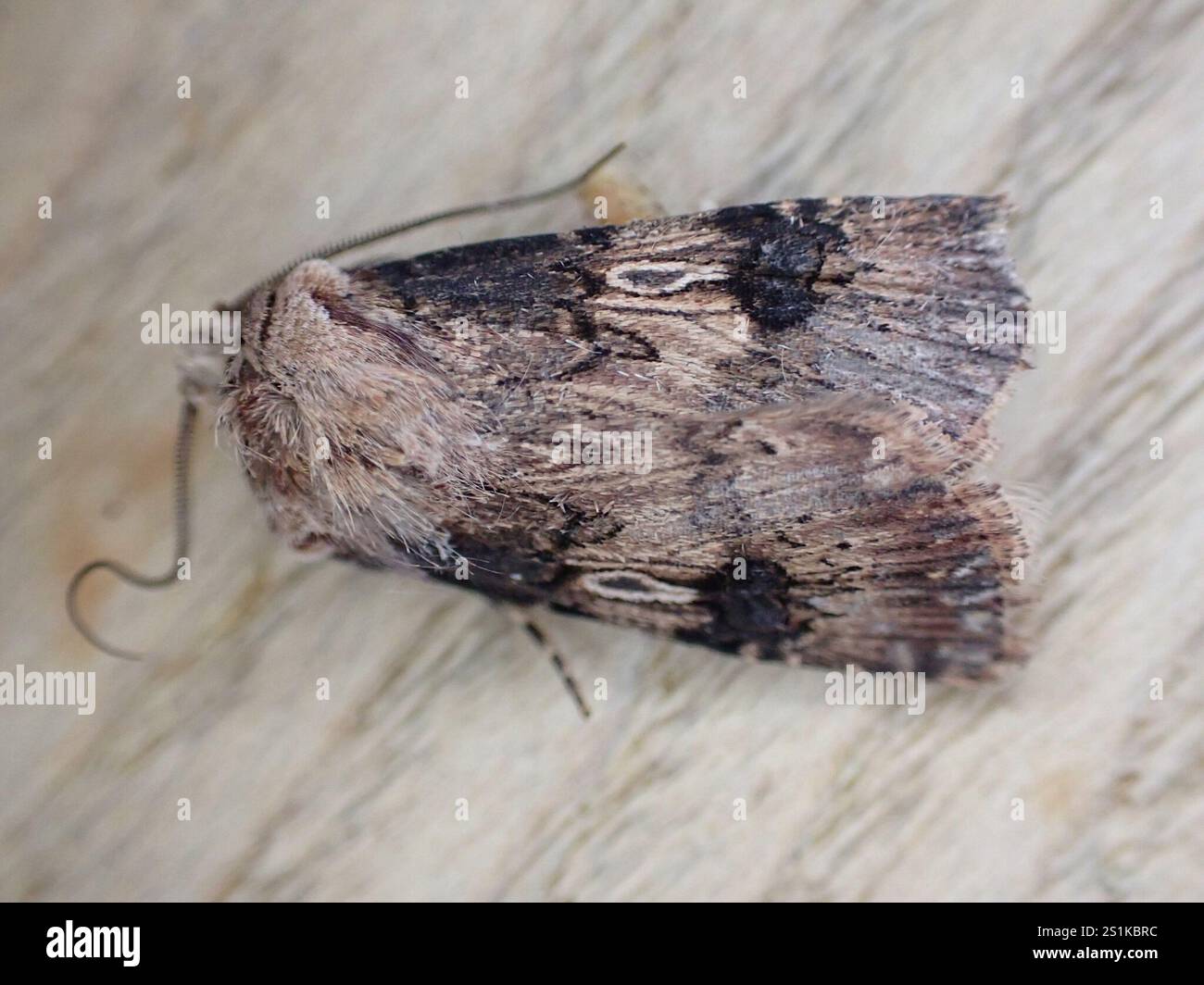 Shuttle-shaped Dart (Agrotis puta Stock Photo - Alamy
