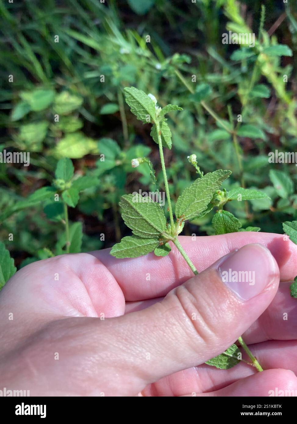 sand croton (Croton glandulosus septentrionalis Stock Photo - Alamy