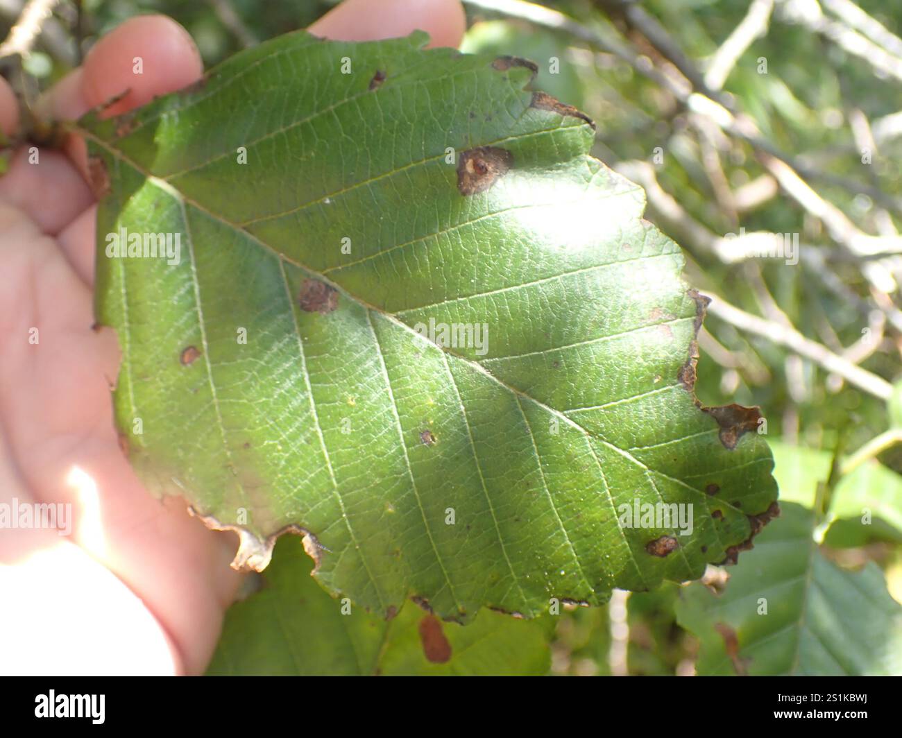 Red Alder (Alnus rubra Stock Photo - Alamy