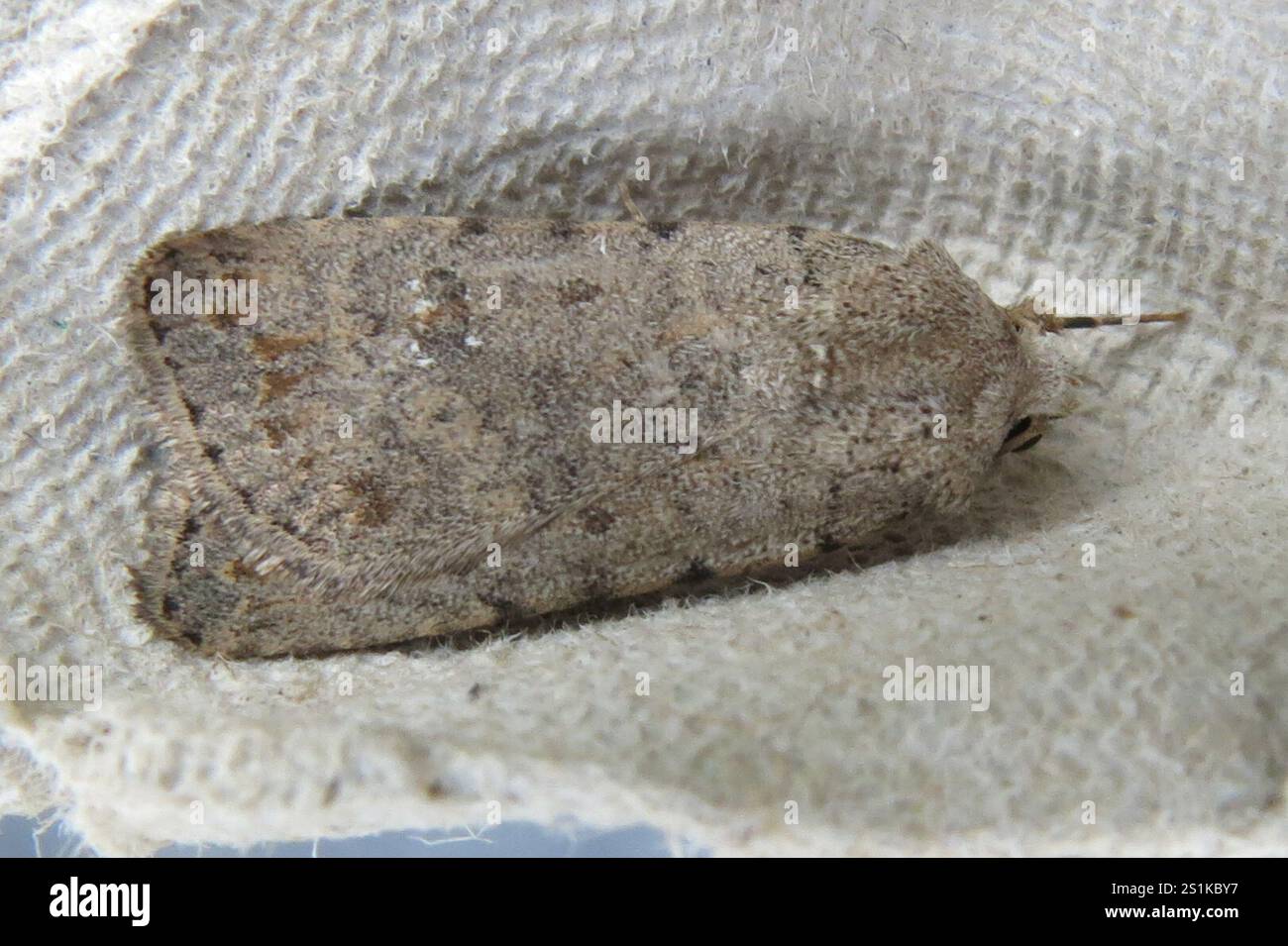 Pale Mottled Willow Moth (Caradrina clavipalpis Stock Photo - Alamy