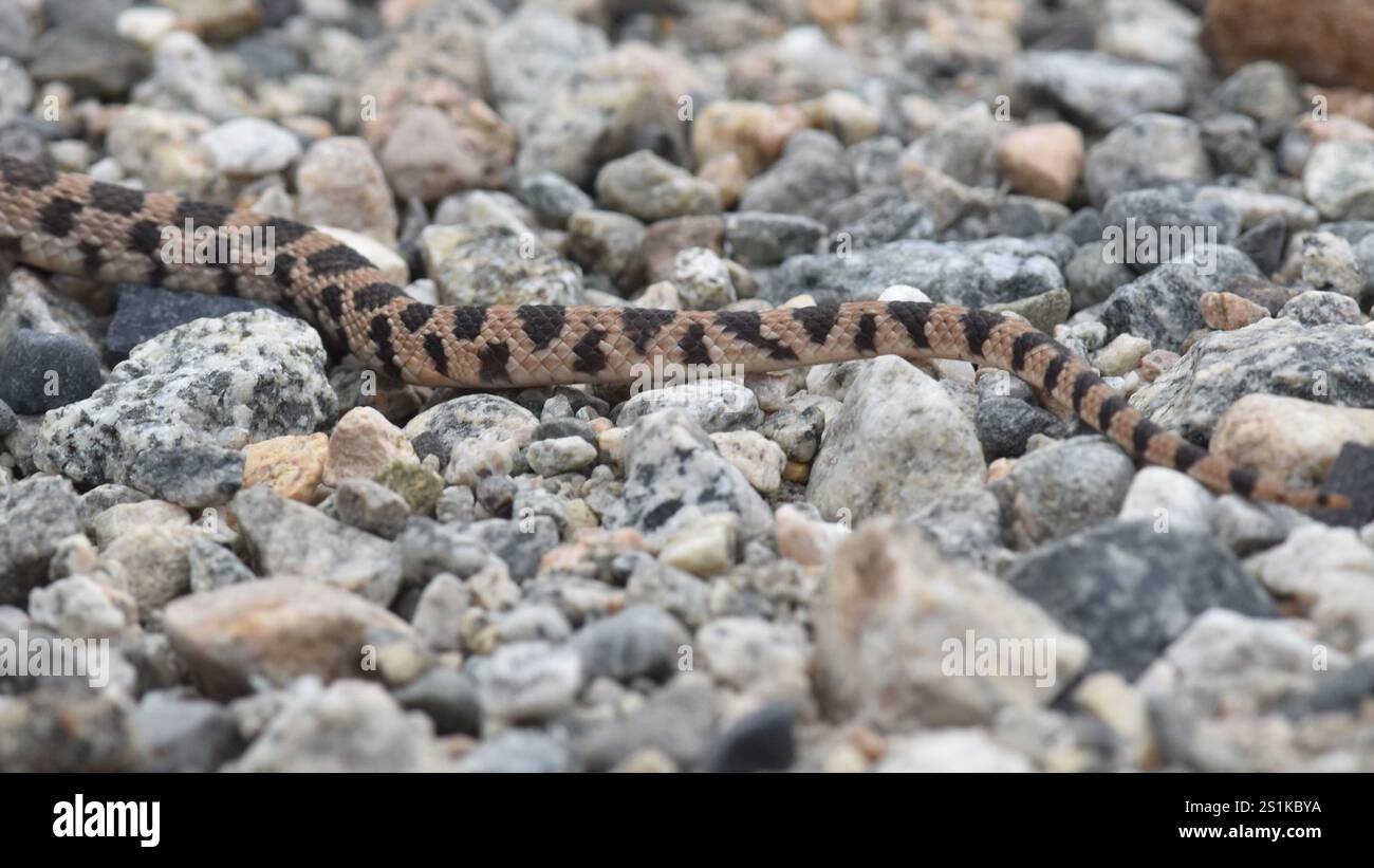 Great Basin Gopher Snake (Pituophis catenifer deserticola Stock Photo ...