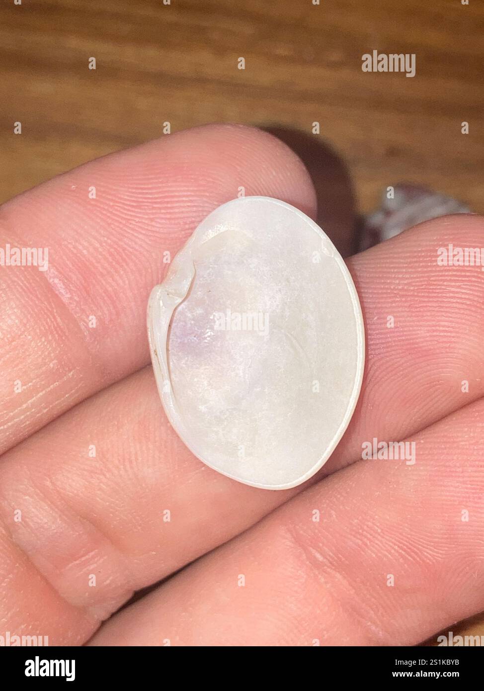 Calico Clam (Megapitaria maculata Stock Photo - Alamy