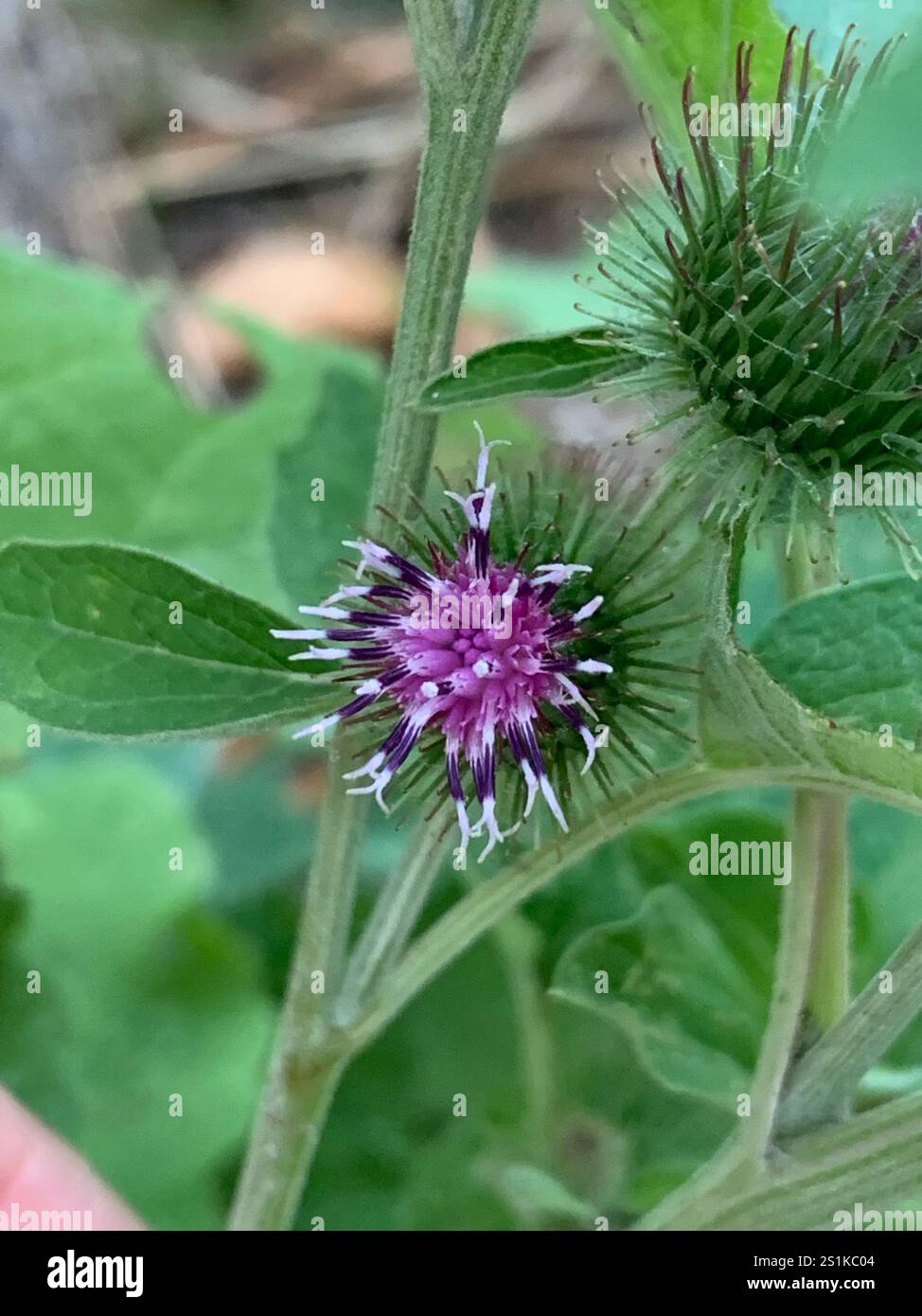 lesser burdock (Arctium minus Stock Photo - Alamy