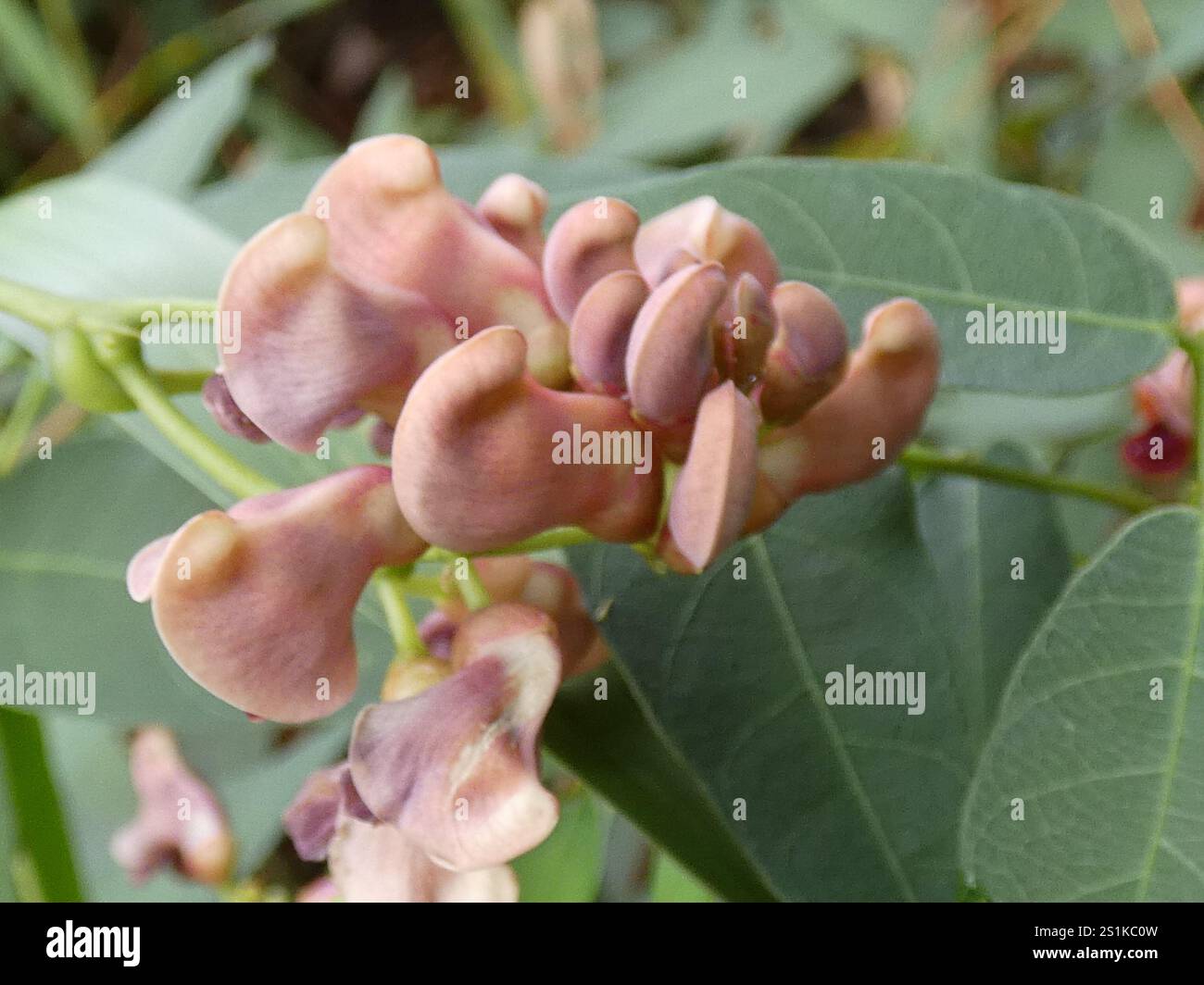 American groundnut (Apios americana Stock Photo - Alamy