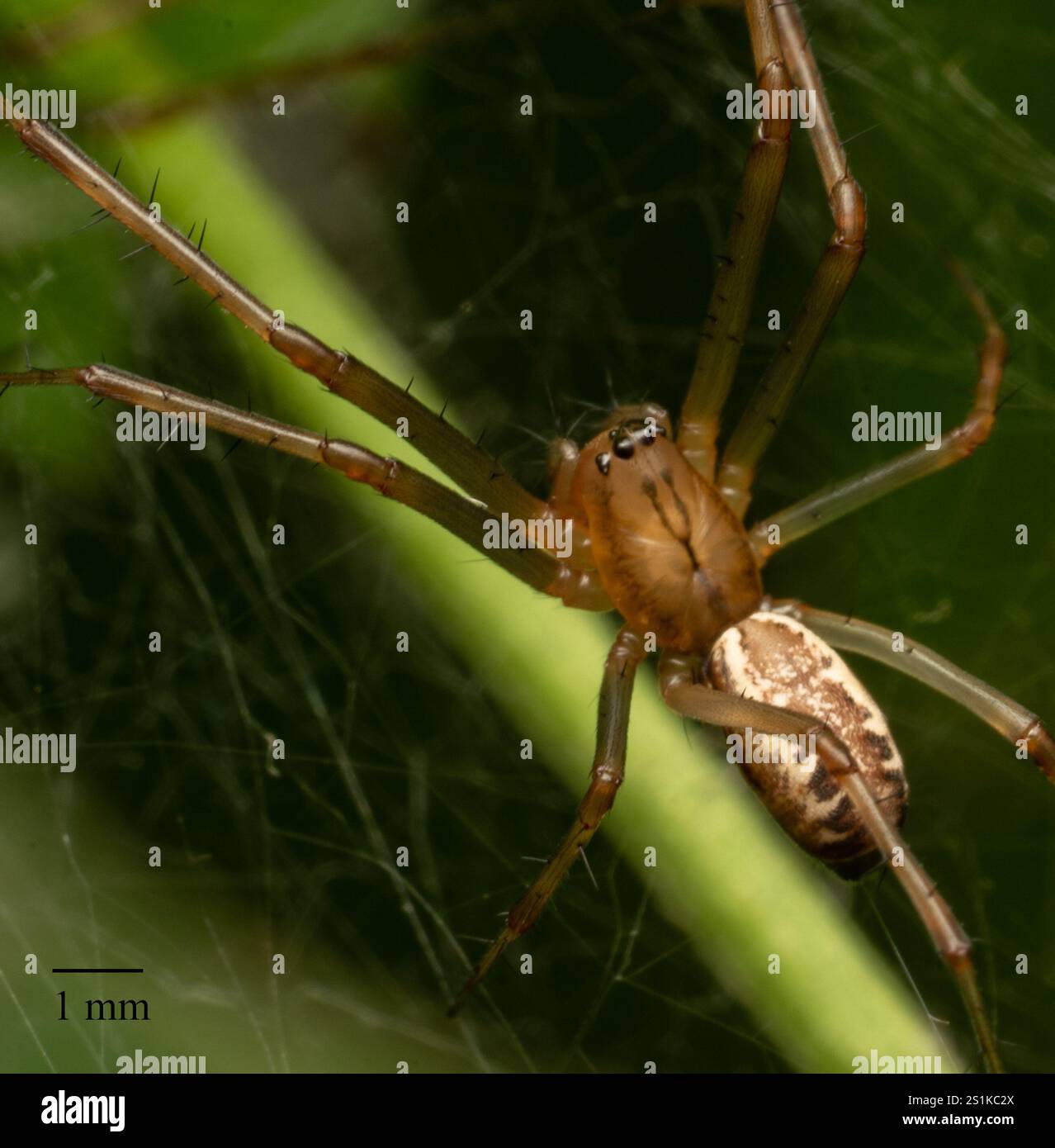 Common sheetweb spider (Linyphia triangularis Stock Photo - Alamy