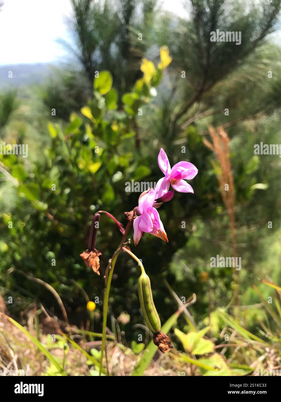 Philippine Ground Orchid (Spathoglottis plicata Stock Photo - Alamy